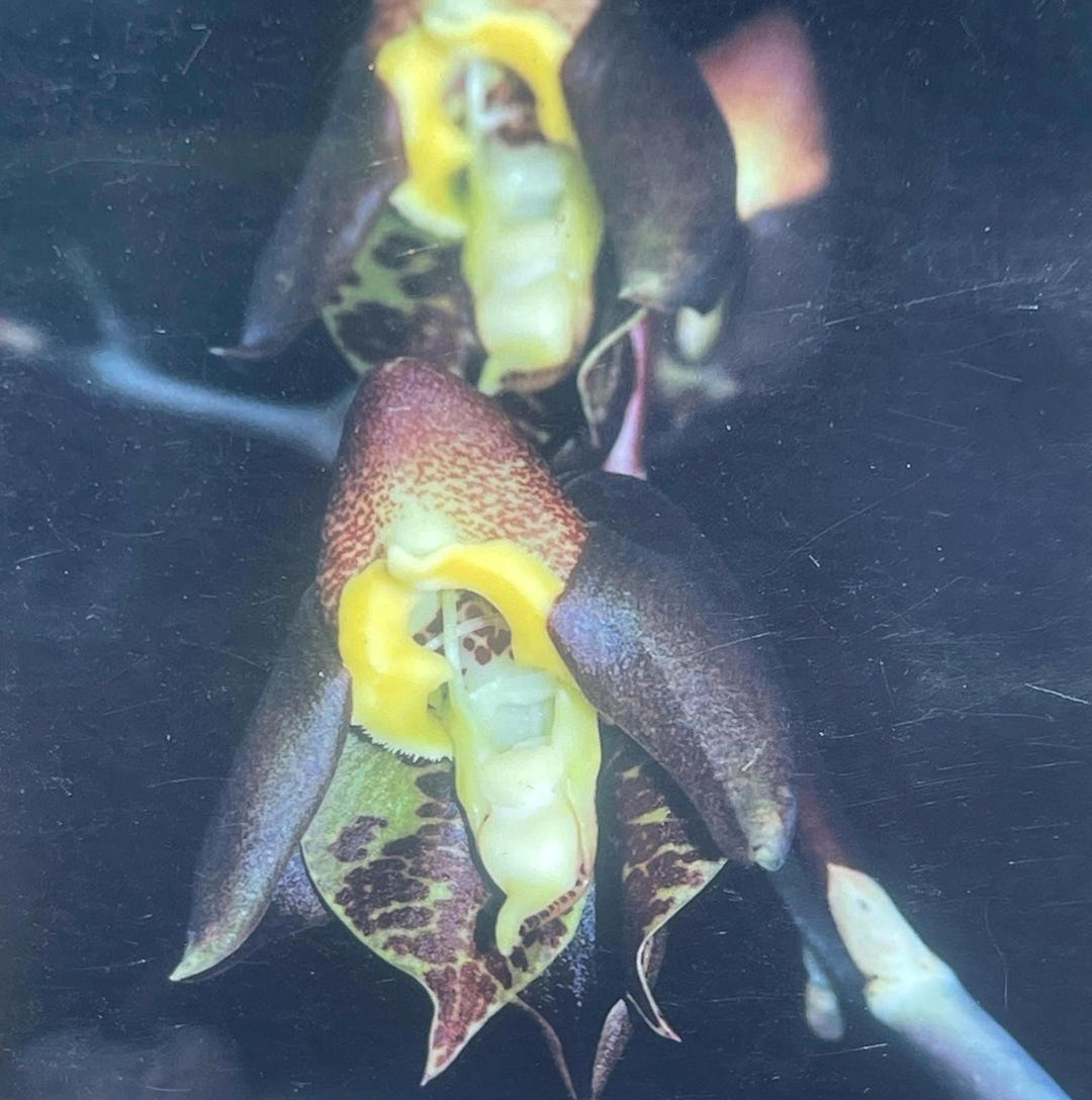 Orchid Species Live Catasetum Gnomus - Bare Root - Etsy