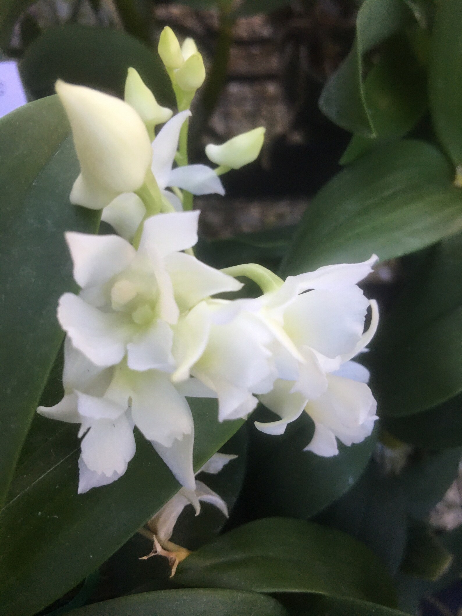 Orchid Live Dendrobium Mini Snow Flake Potted - Etsy