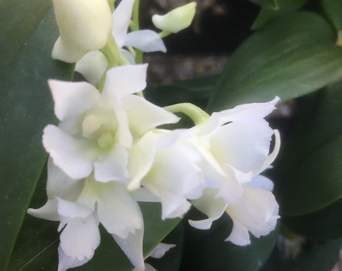 Orchid Live Dendrobium Mini Snow Flake - Potted - Etsy