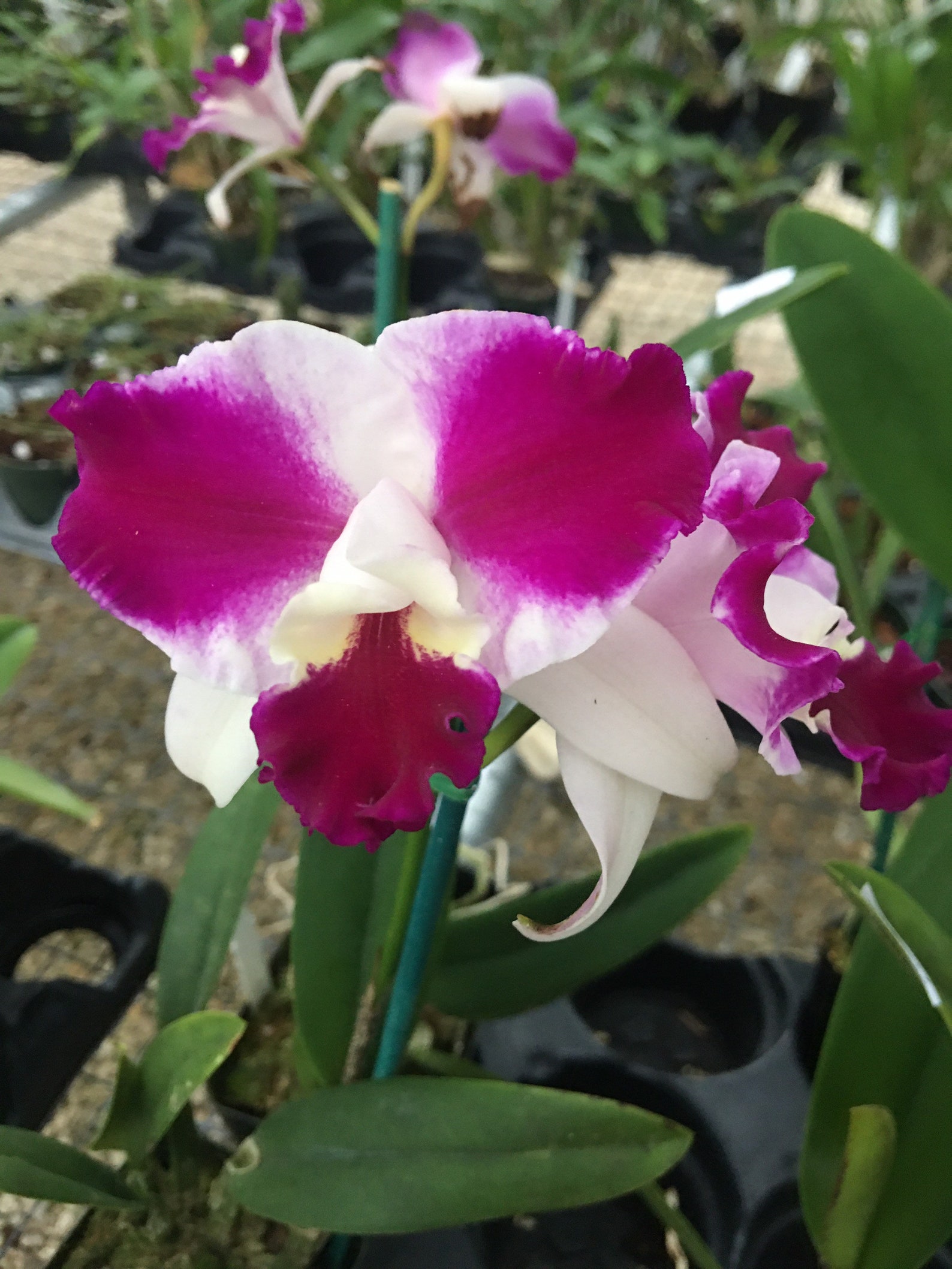 Orchid Plant Lc. Purple Cascade sweet Beauty Potted - Etsy