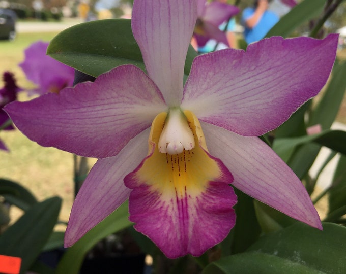 Orchid Iwanagara Apple Blossom "kalei Pink" - Potted - Etsy