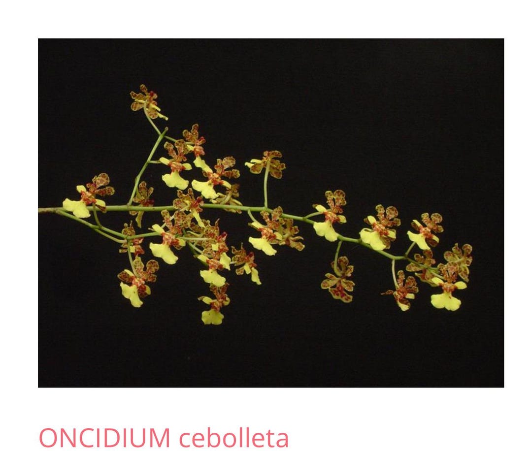 Orchid Live Trichocentrum Sprucei Aka Oncidium Cebolleta - Bare Root - Etsy