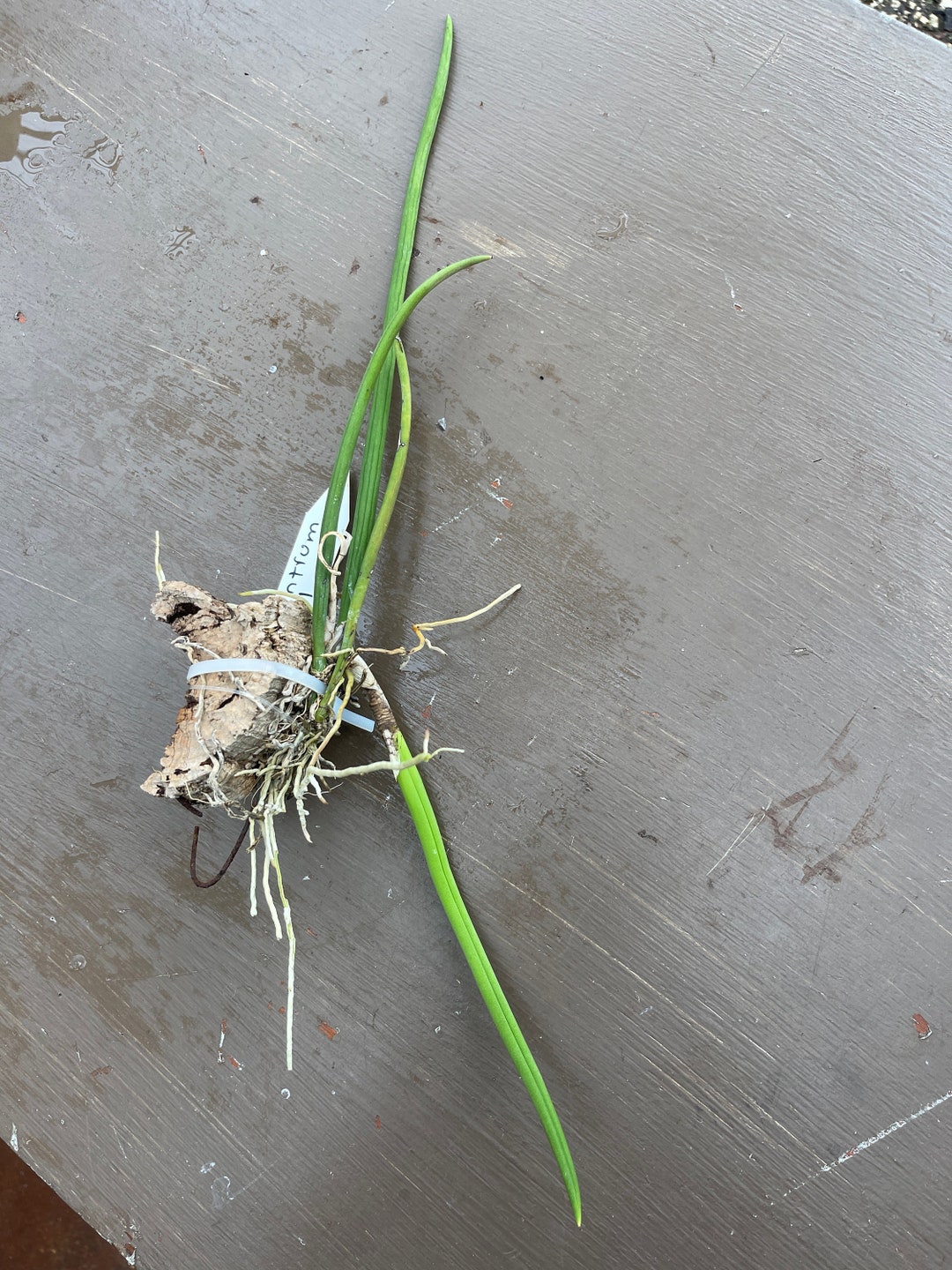 Orchid Live Trichocentrum Sprucei Aka Oncidium Cebolleta Bare Root - Etsy