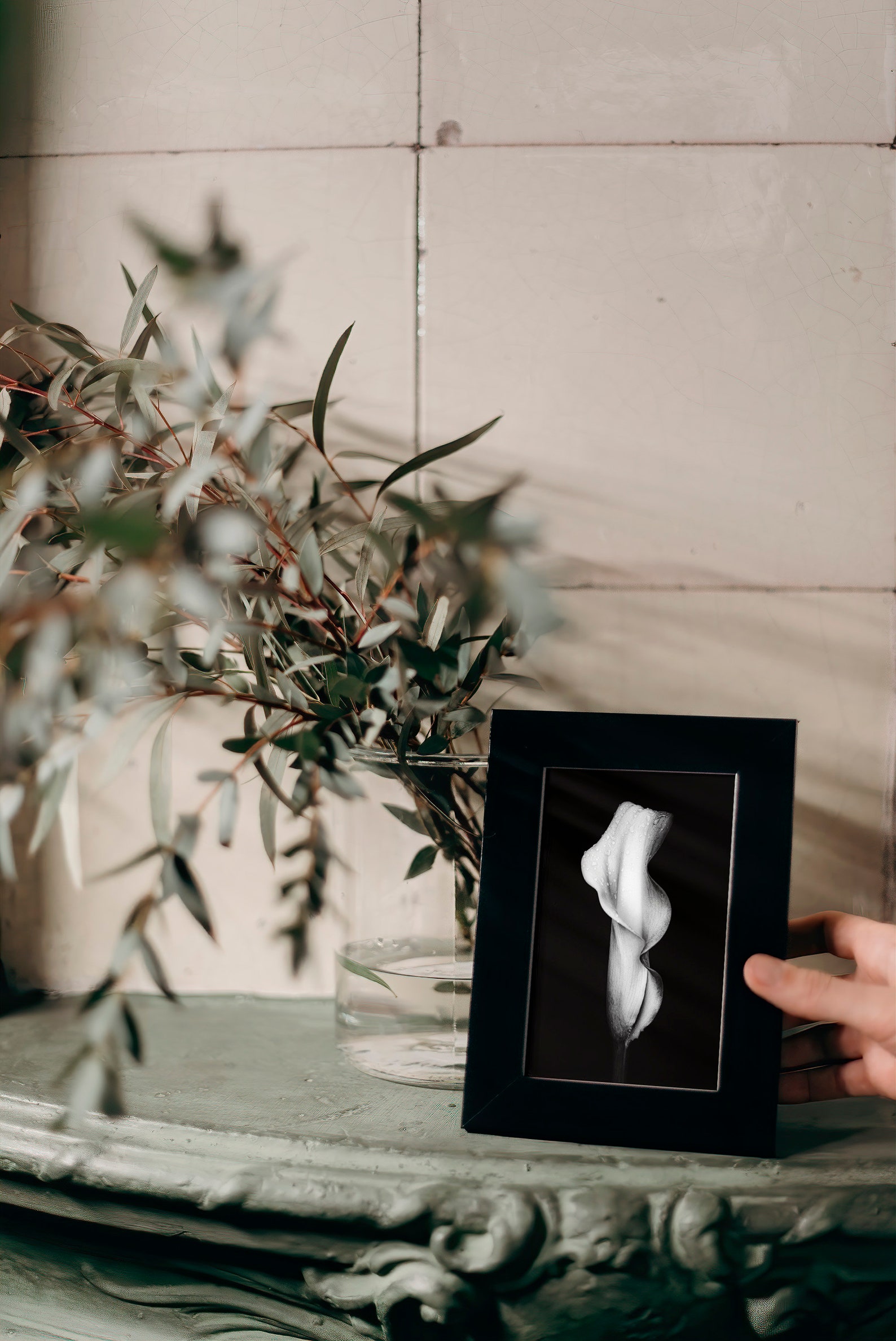 Calla Lily in Dew Fine Art Black and White Flower Photography, Nature ...