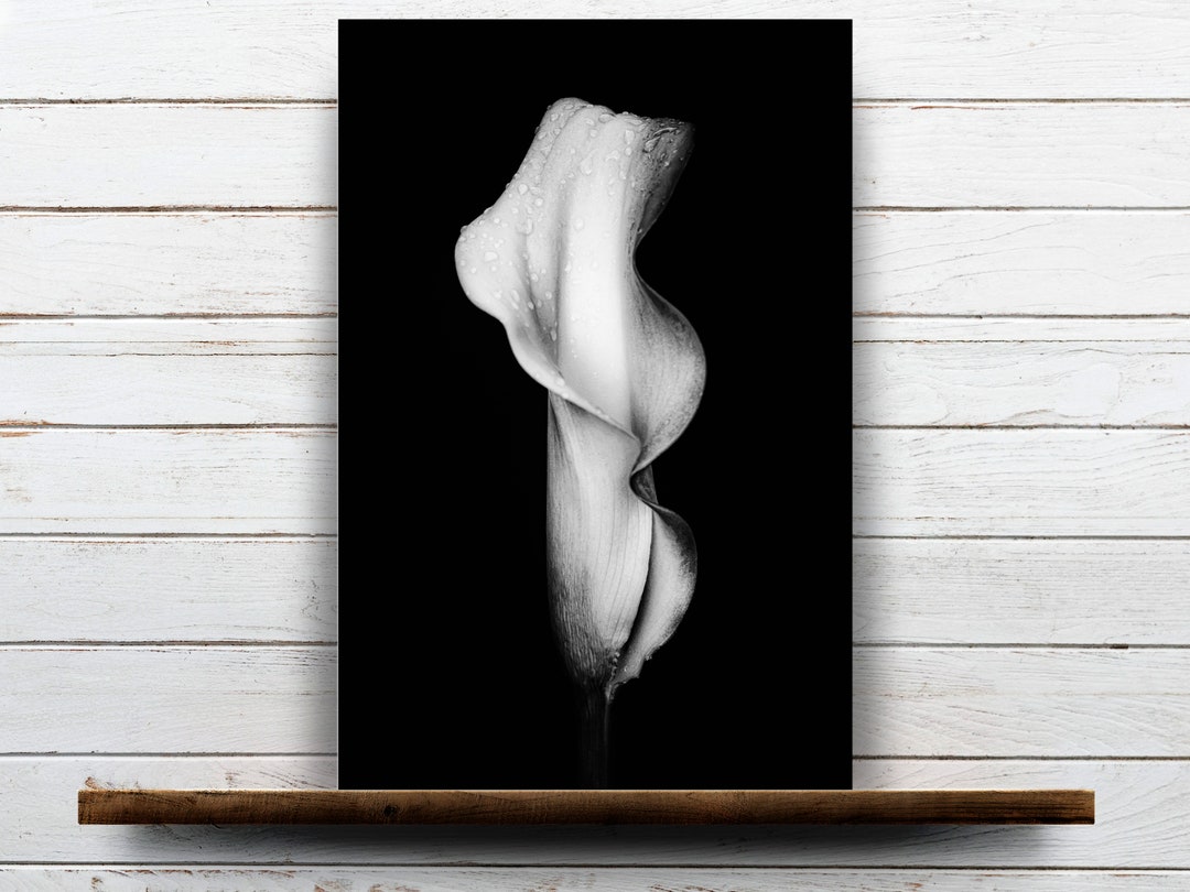 Calla Lily in Dew - Fine Art Black and White Flower Photography, Nature ...