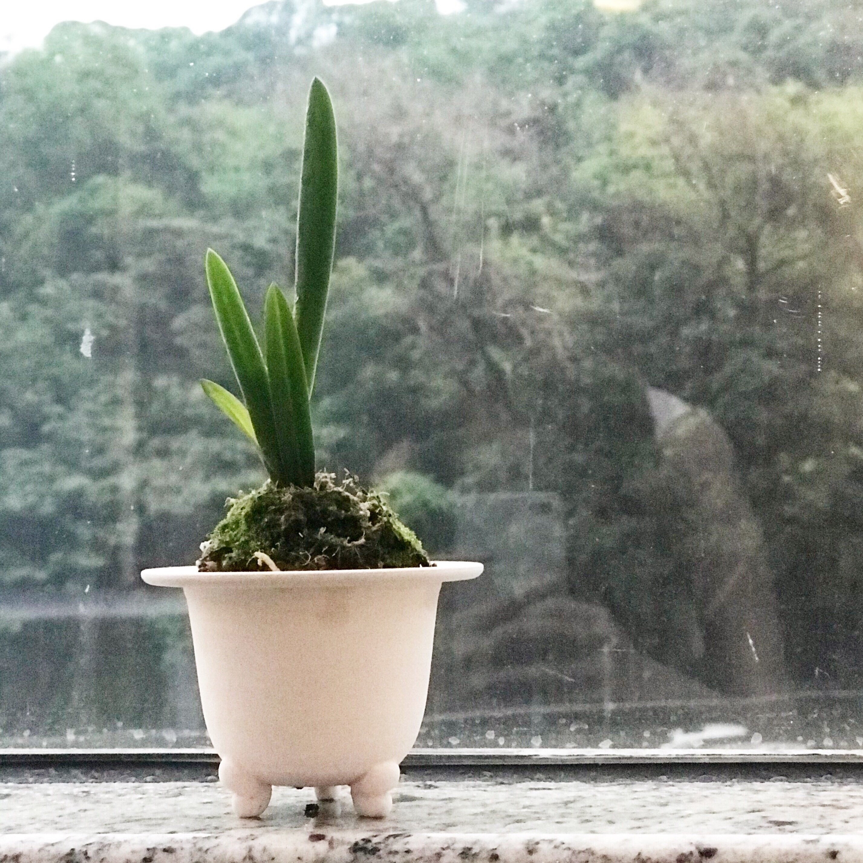 Furan Orchid Pot Fu Ran Pot Neofinetia Pot Fukiran Furan Pot - Etsy Canada