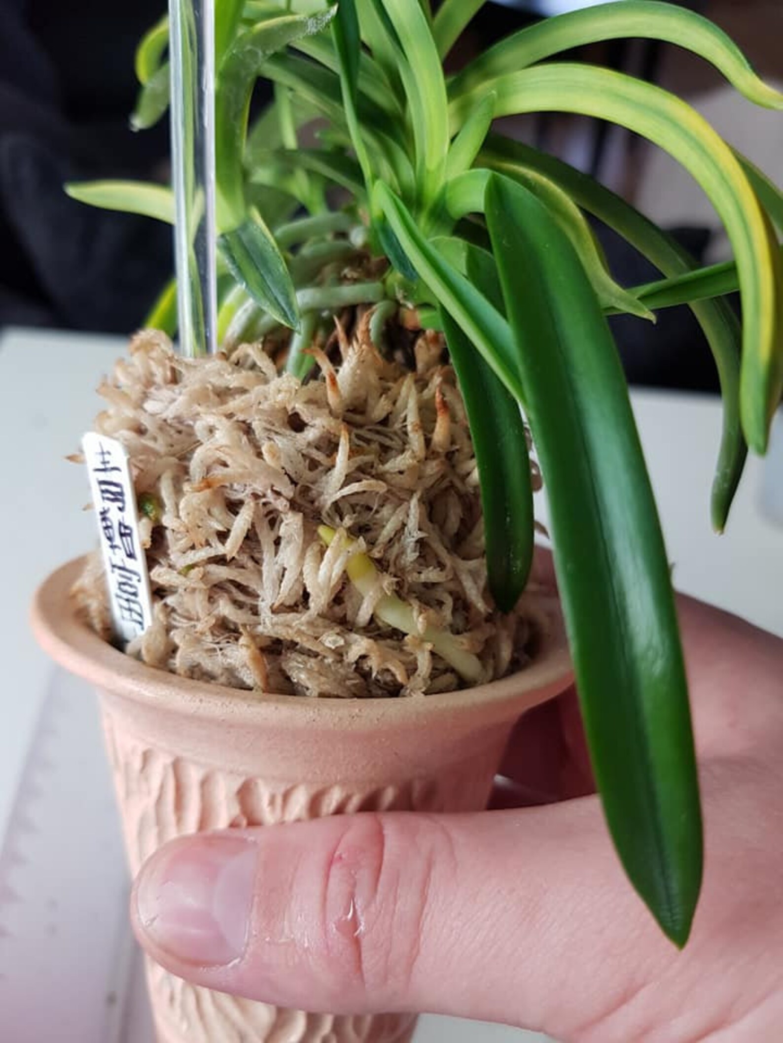 Neofinetia Pot Cymbidium Pot Orchid Pot for Orchid Planer for - Etsy