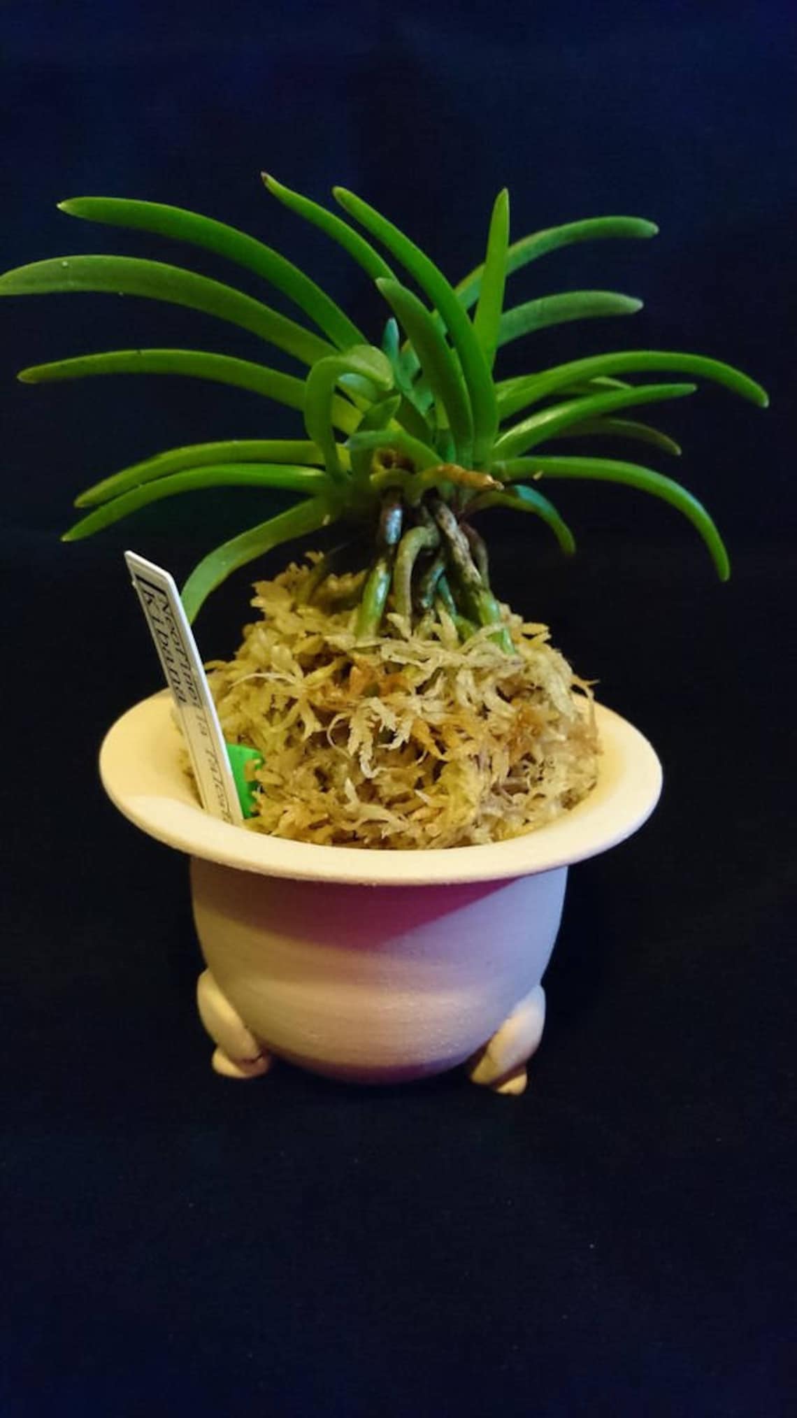 Furan Orchid Pot Fu Ran Pot Neofinetia Pot Fukiran Furan Pot - Etsy Canada
