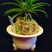 Furan Orchid Pot Fu Ran Pot Neofinetia Pot Fukiran Furan Pot - Etsy Canada