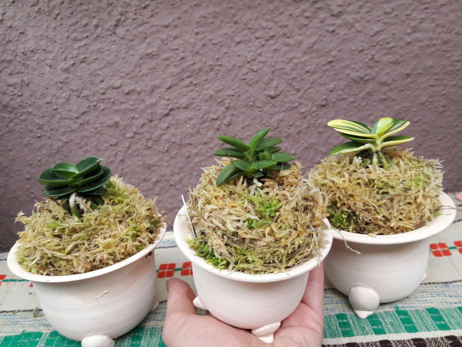 Furan Orchid Pot Fu Ran Pot Neofinetia Pot Fukiran Furan Pot - Etsy