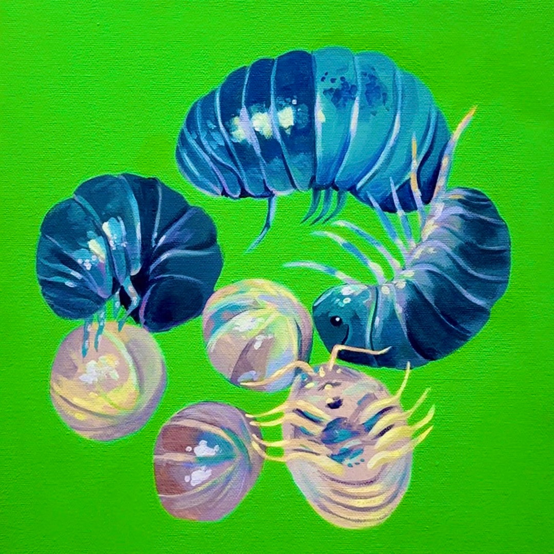 Isopods Print - Etsy