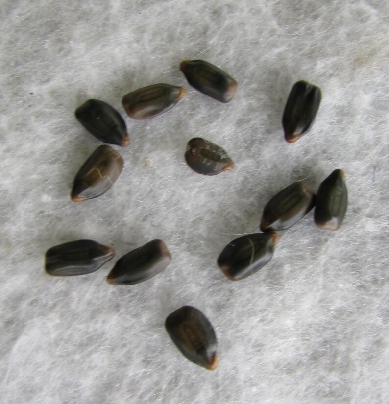 25 POPCORN CASSIA SEEDS (senna Didymobotrya) -leaves Smell Like Popcorn ...