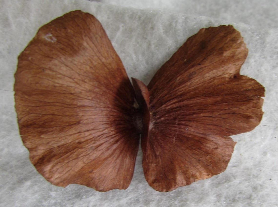 12 BUTTERFLY VINE SEED Pods - Dried - Great Item for Craft Projects ...