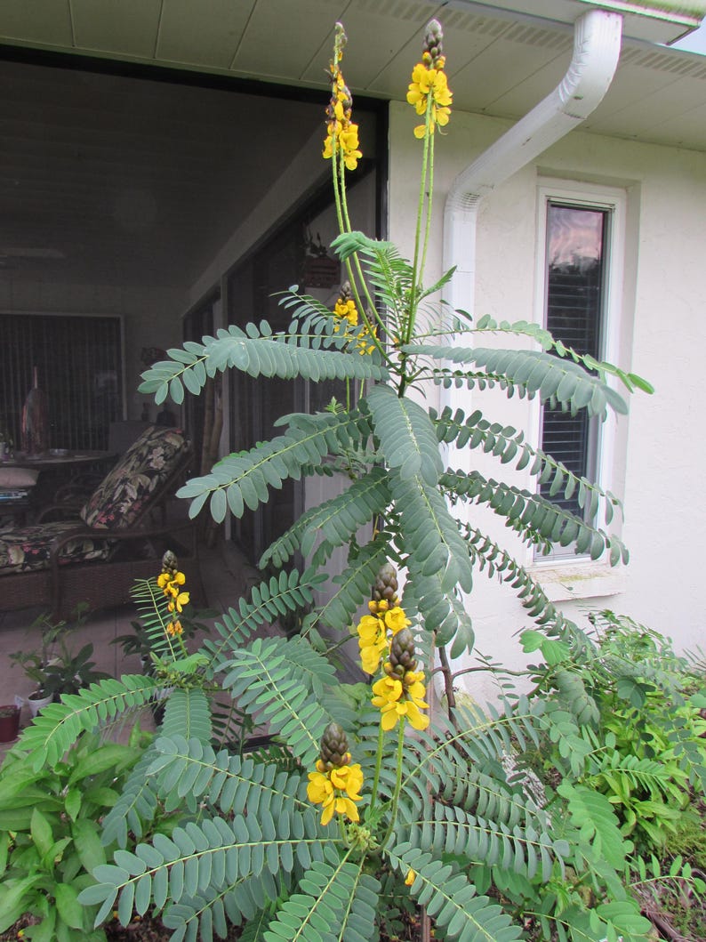 25 POPCORN CASSIA SEEDS (senna Didymobotrya) -leaves Smell Like Popcorn ...