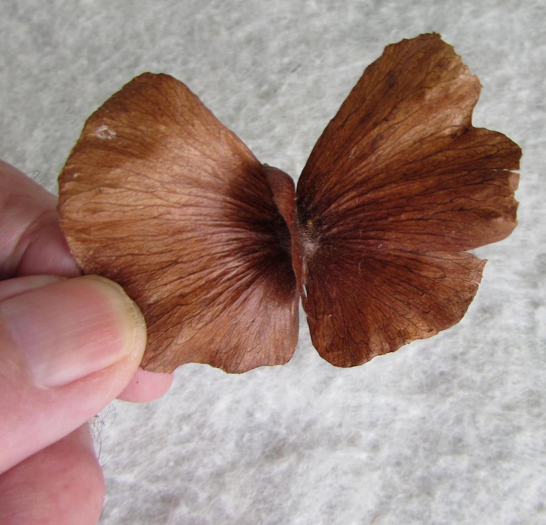 12 BUTTERFLY VINE SEED Pods - Dried - Great Item for Craft Projects ...