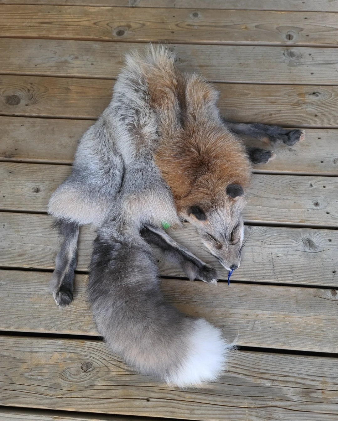 Pearl Cross Fox