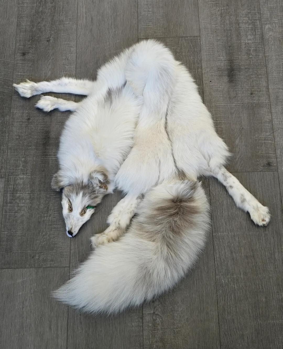 Fawn Marble Fox - Etsy