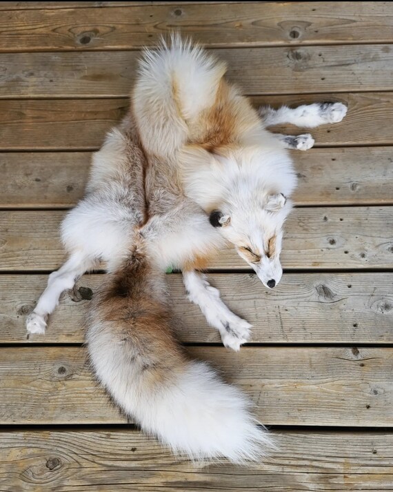 Sun Glow Fox