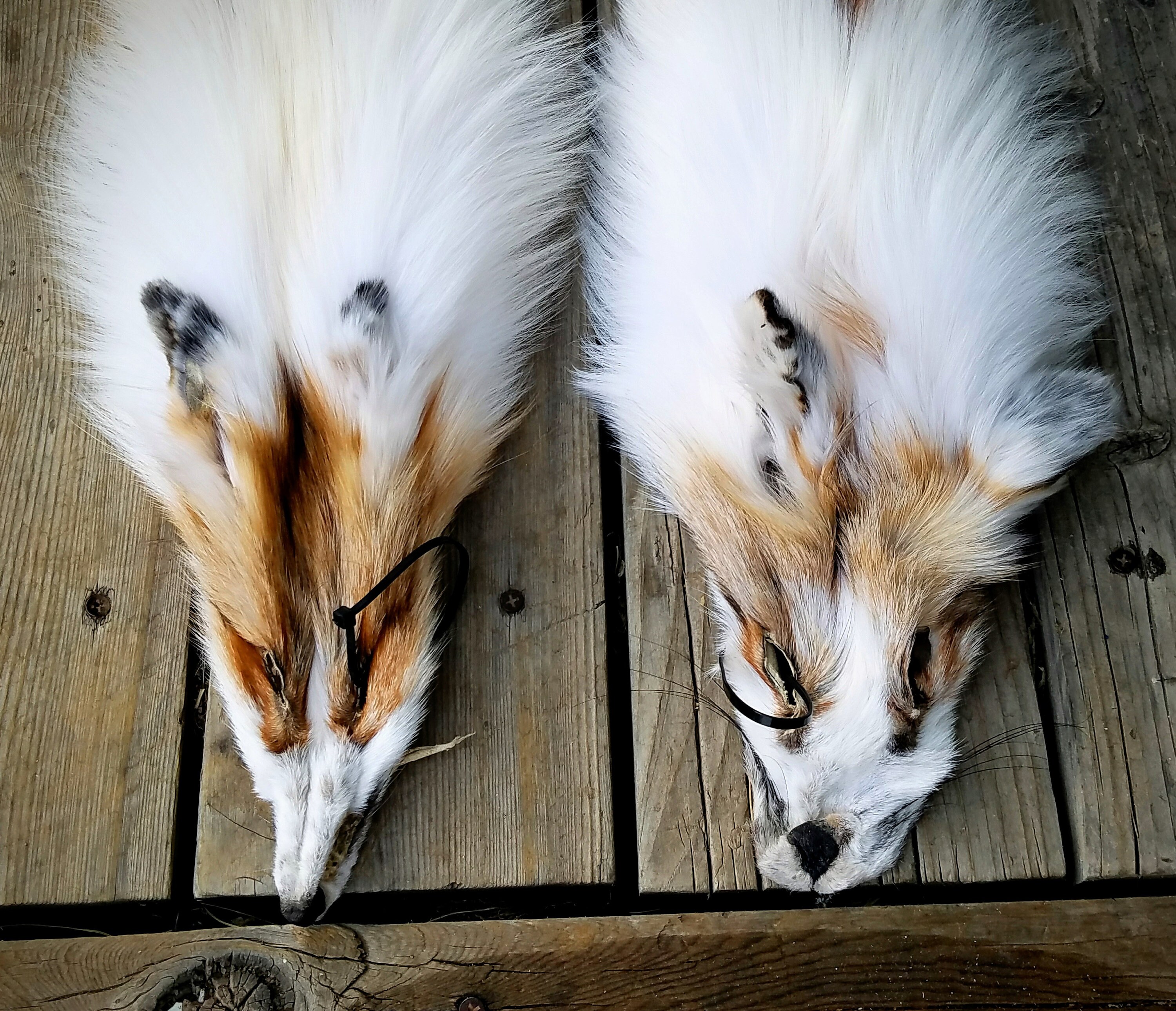 Piebald Fox