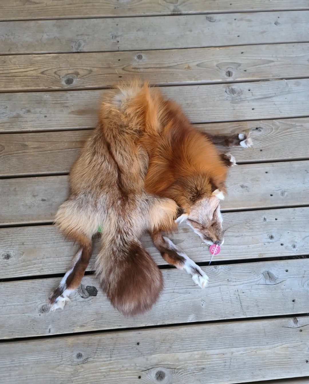 Burgundy Red Fox - Etsy