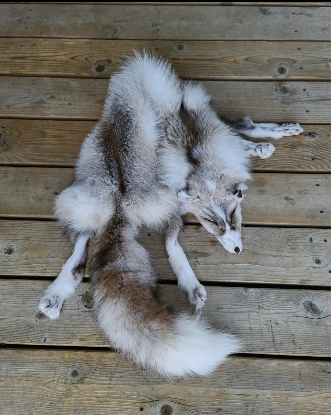 Marble Cross Fox