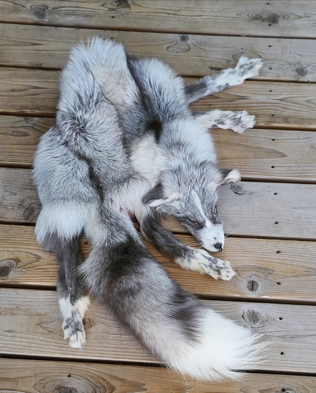 Pearl Cross Fox