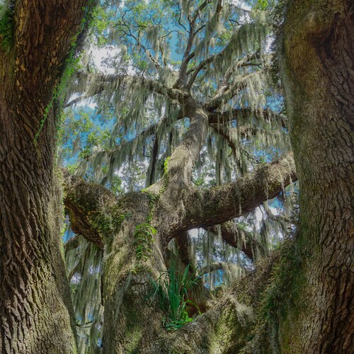 Tree Art Print Majestic Oak Savannah Georgia Line Drawing - Etsy