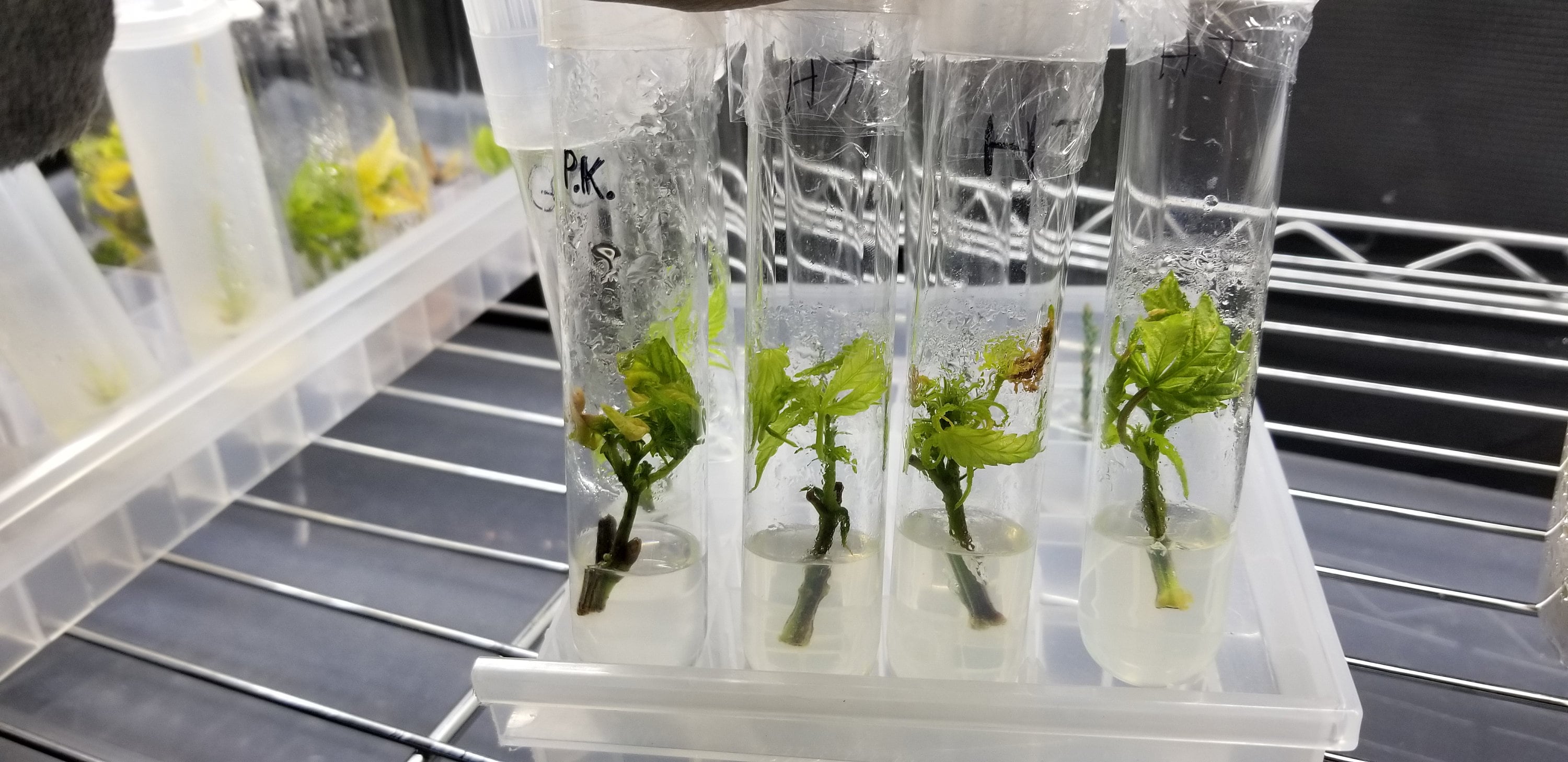 Microclone Advanced Tissue Culture Kit - Etsy