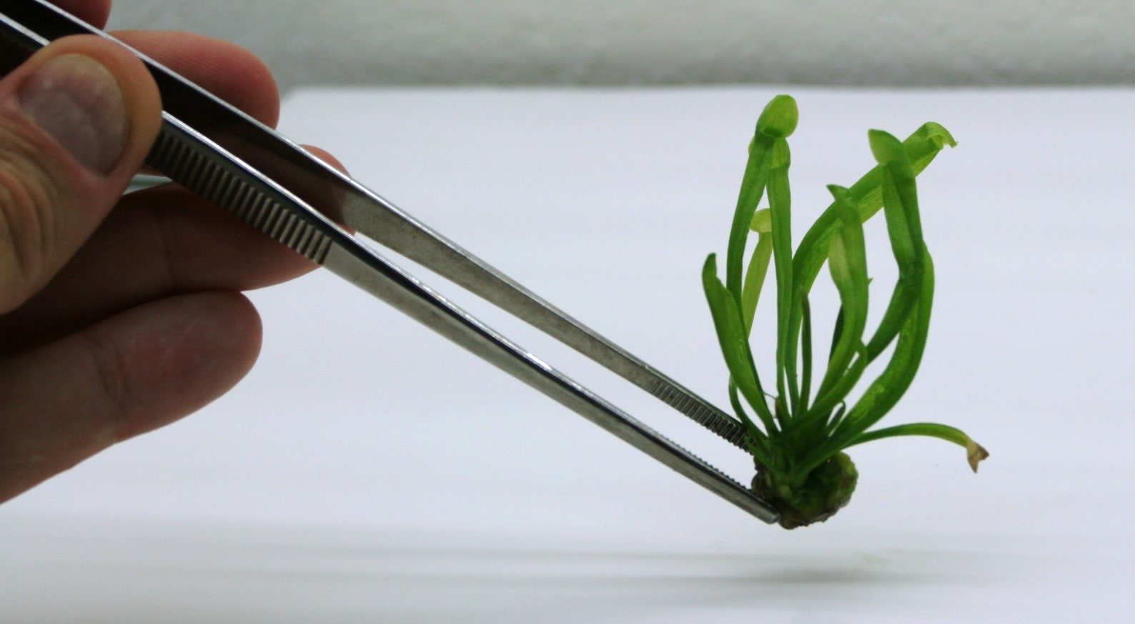 Tissue Culture Vessels-fifty Microclone Flip-tops in Autoclaveable Tray ...