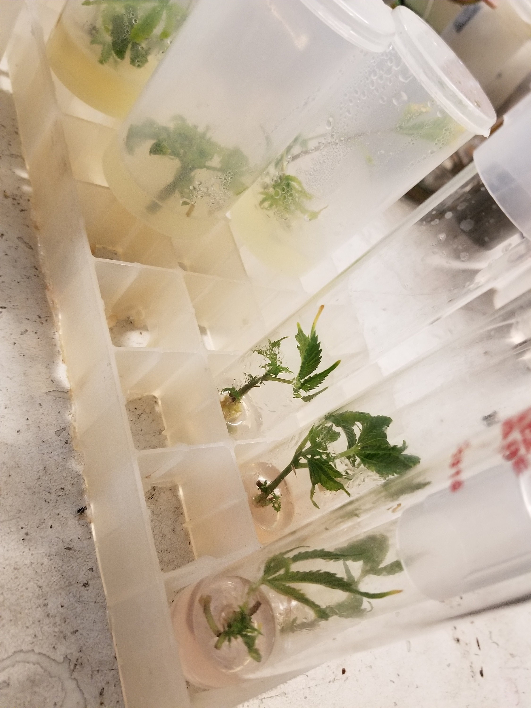 Microclone Starter Tissue Culture Kit 16 Tube - Etsy