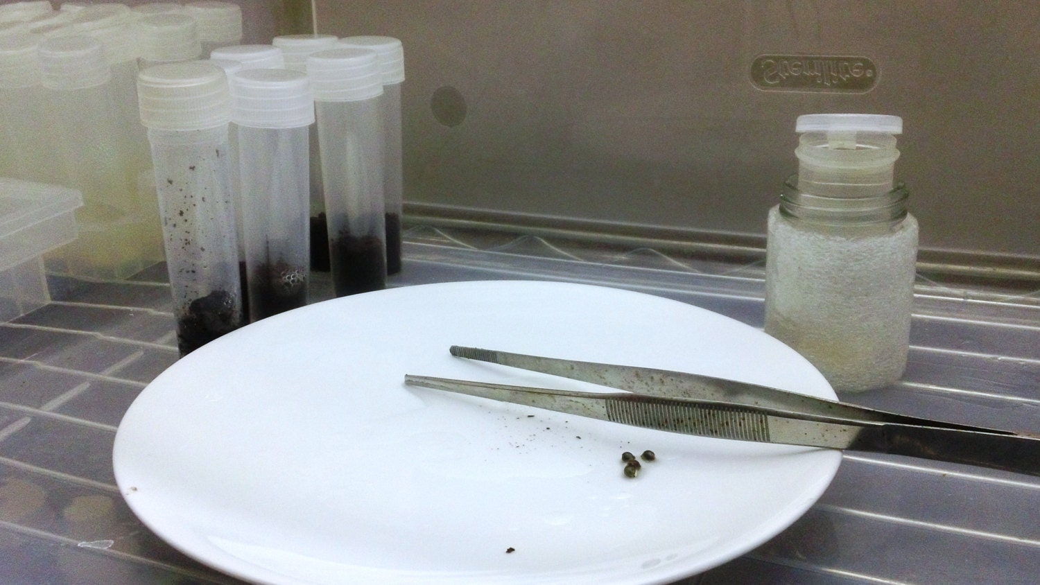 Microclone Plant Tissue Culture Seed Starting Kit-germinate Valuable ...