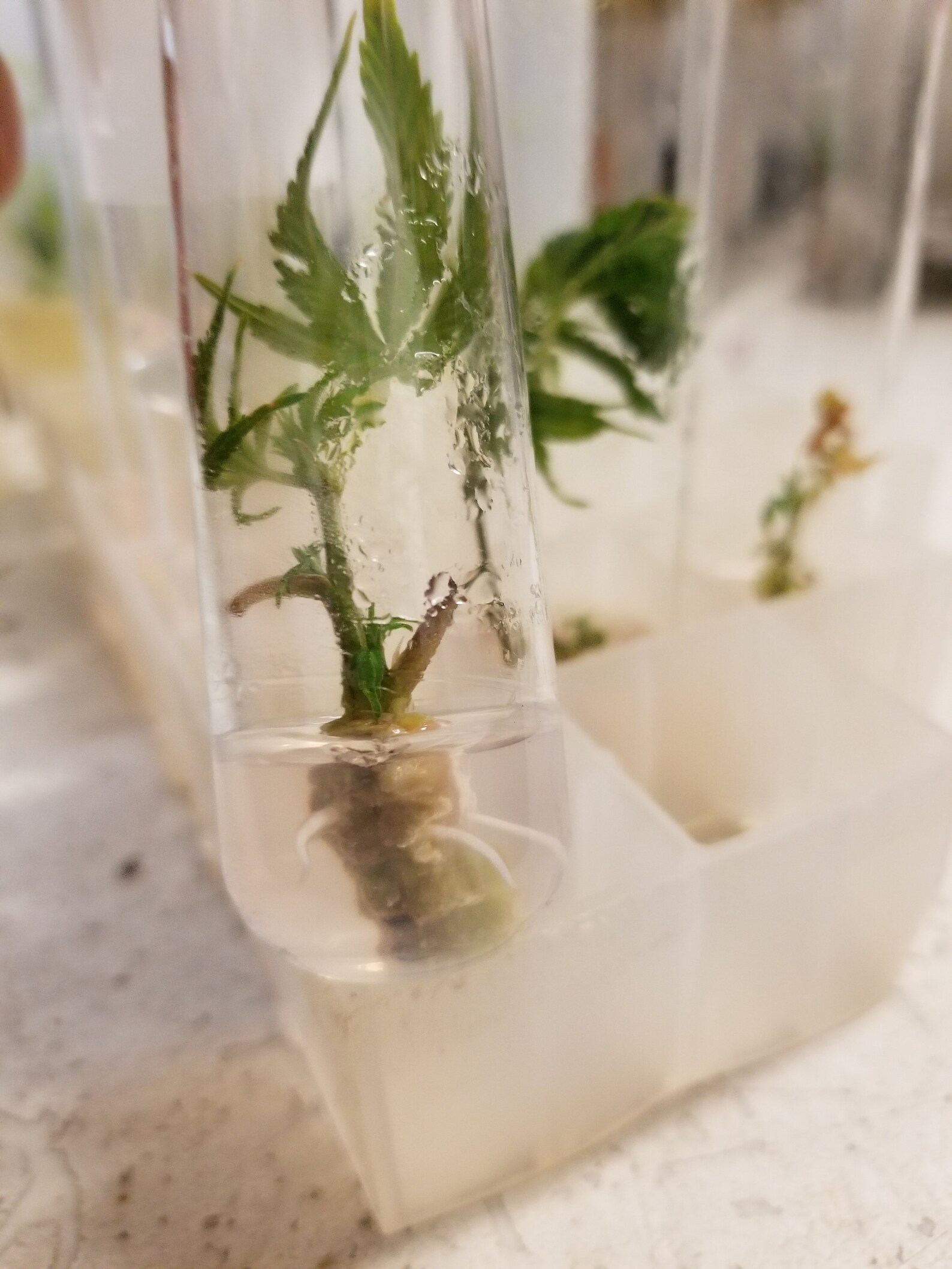 Cannabis Gewebekultur Handbuch von Microclone. Beseitigen Sie ...