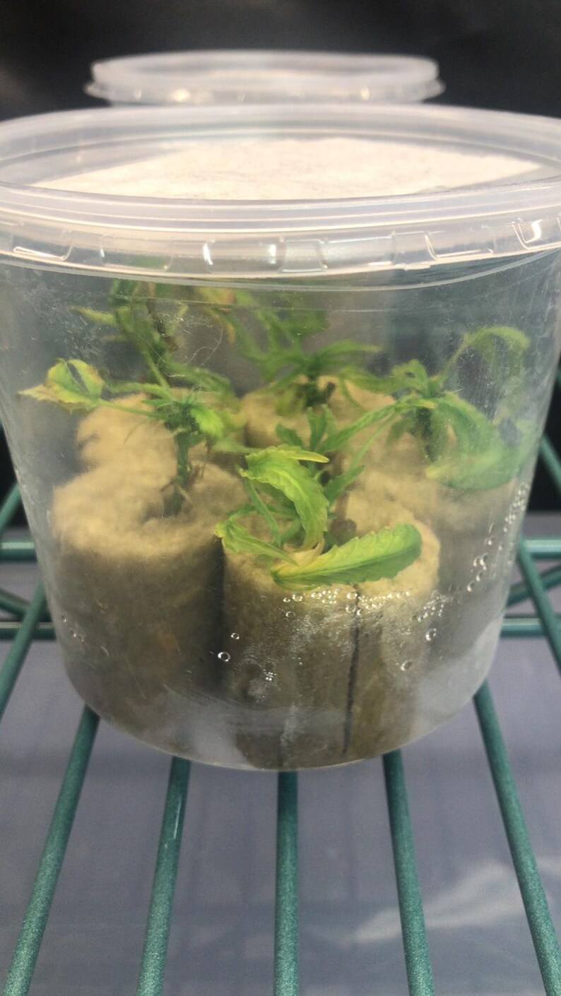 Microclone Cannabis Tissue Culture Kit Cloning Storage Clean ...