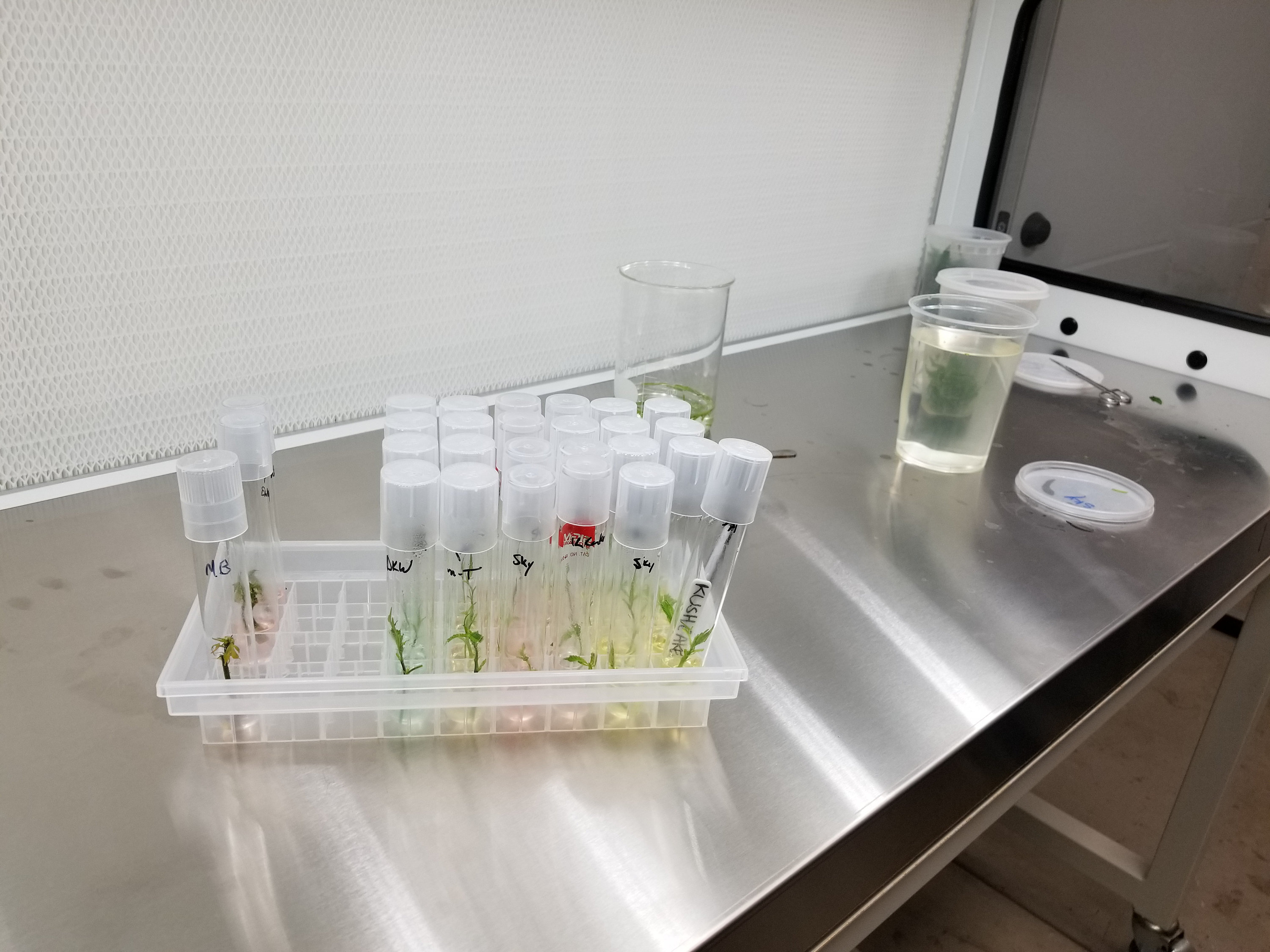 Glass Culture Tubes & Tray - 36 Tubes in Autoclave Rack - Etsy