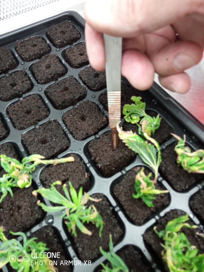 Rootkit - TC Tissue Culture Rooting Kit Media - Etsy