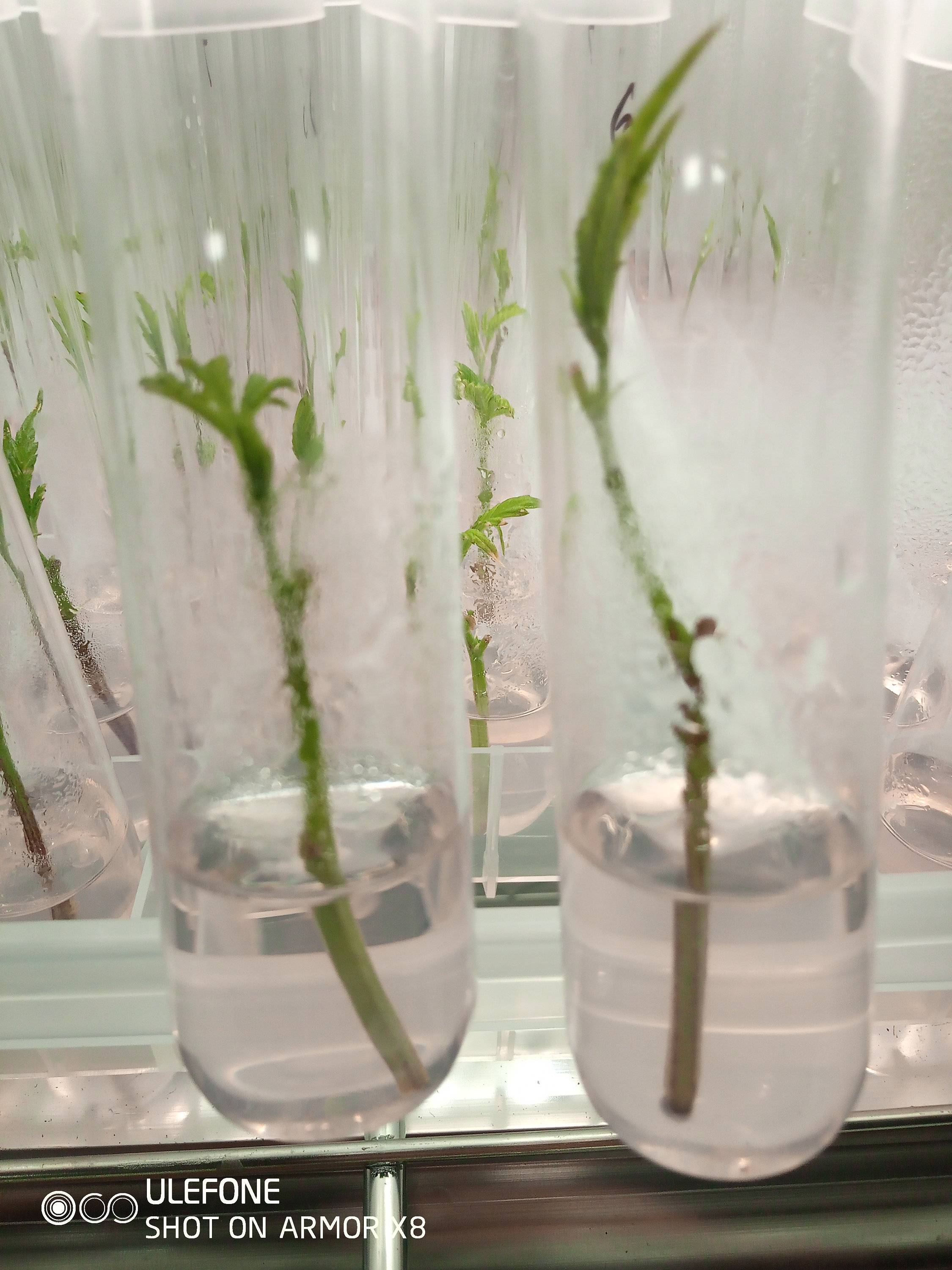 Microclone Starter Tissue Culture Kit 16 Tube - Etsy