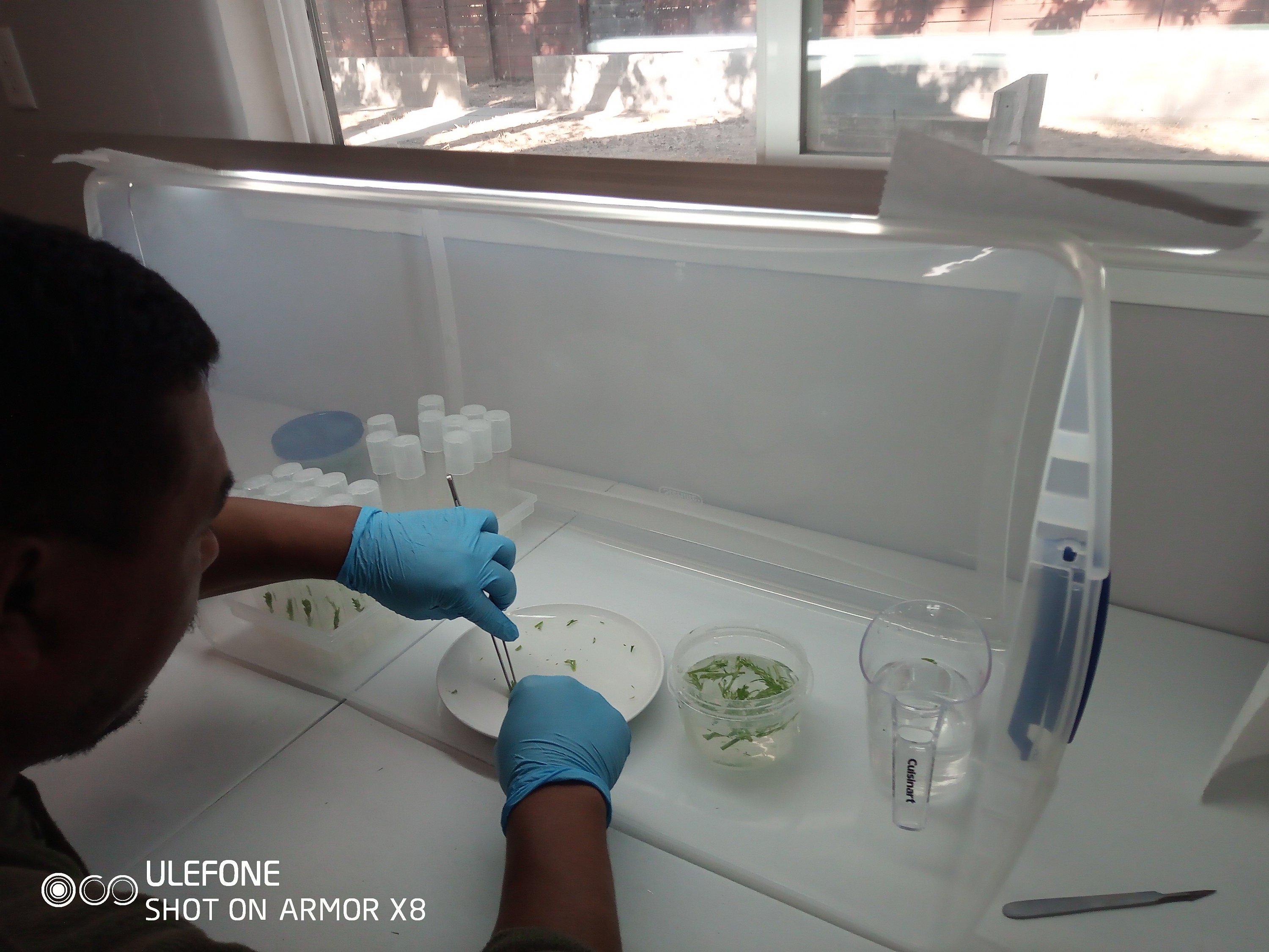 Multkit-mt Tissue Culture Multiplication Media - Etsy