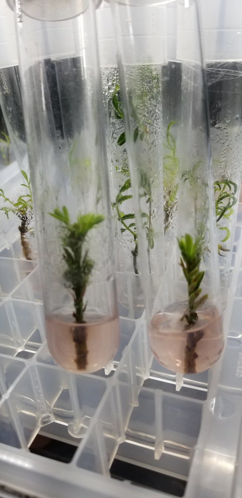 Rootkit - TC Tissue Culture Rooting Kit Media - Etsy