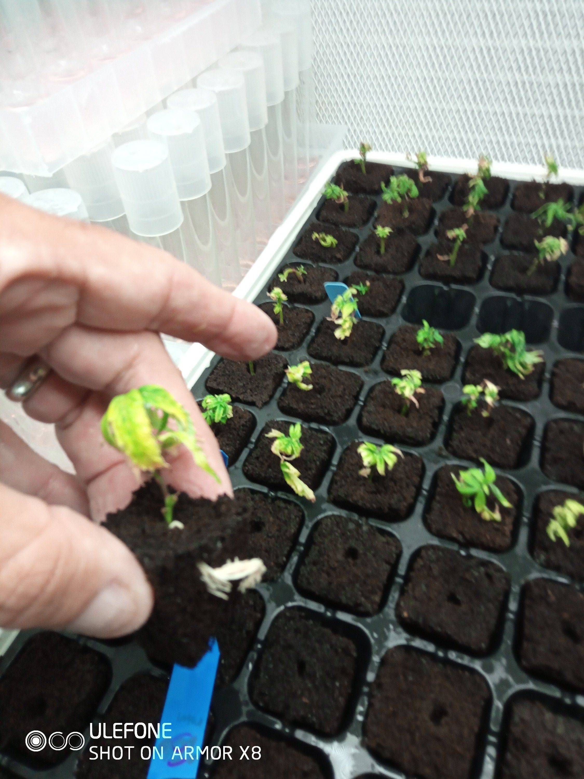 Rootkit - TC Tissue Culture Rooting Kit Media - Etsy