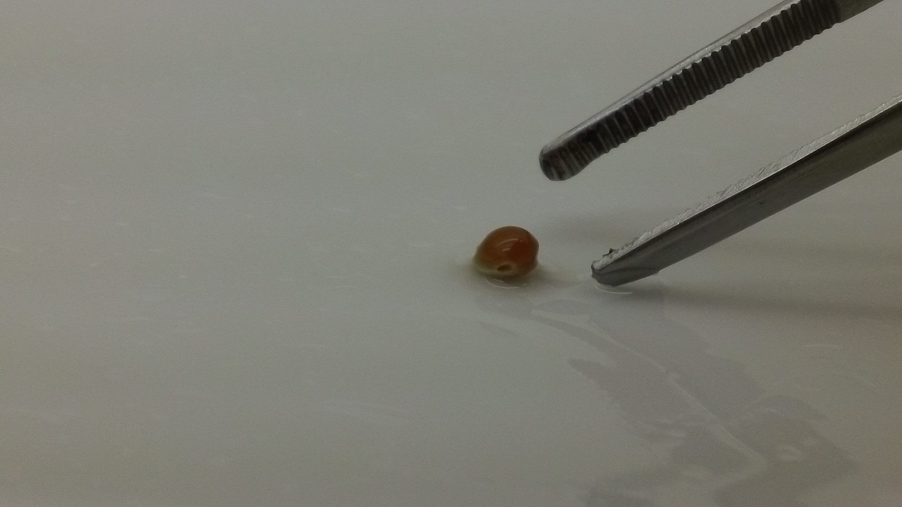 Microclone Seed Starter Germinating Kit Tissue Culture Technique - Etsy