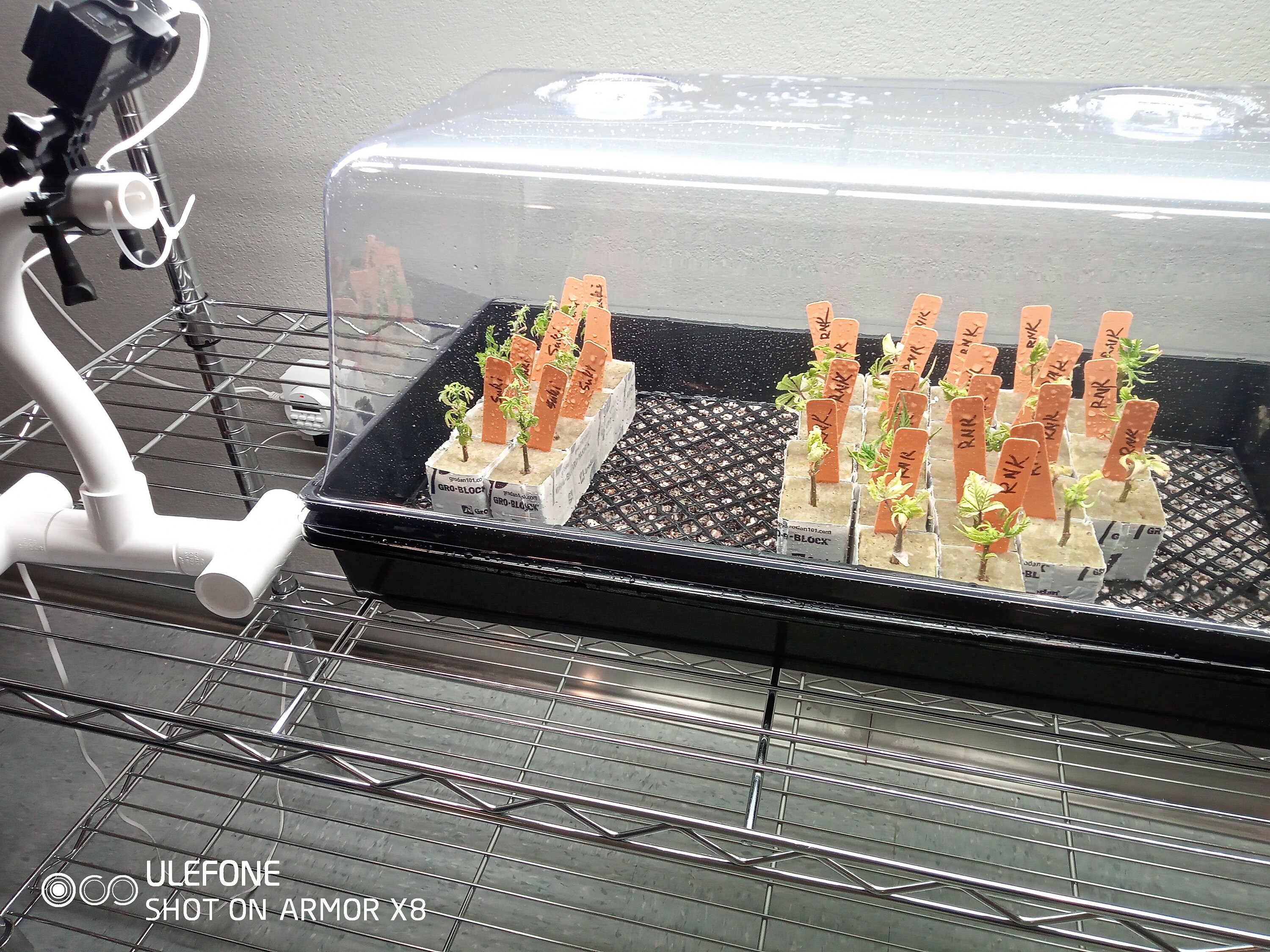 Rootkit Tc Tissue Culture Rooting Kit Media Etsy
