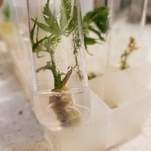 Rootkit - TC Tissue Culture Rooting Kit Media - Etsy