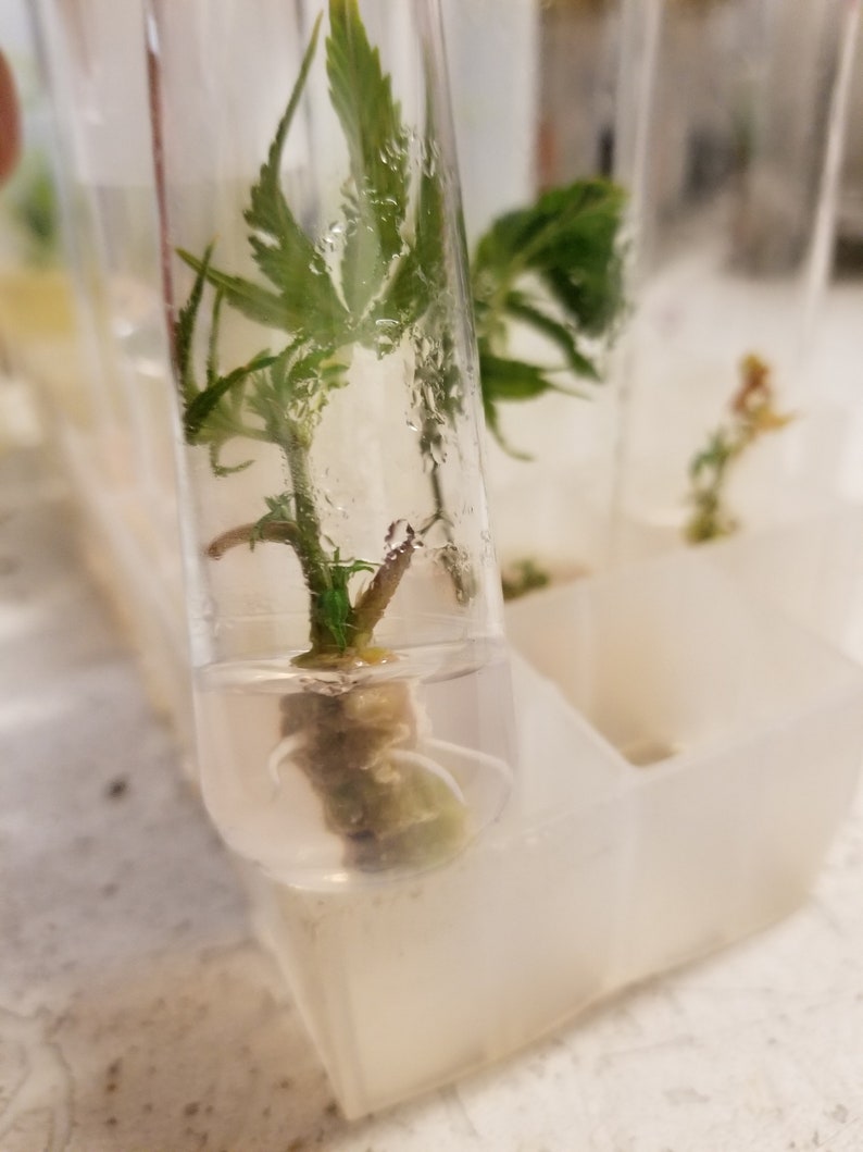 Rootkit - TC Tissue Culture Rooting Kit Media - Etsy