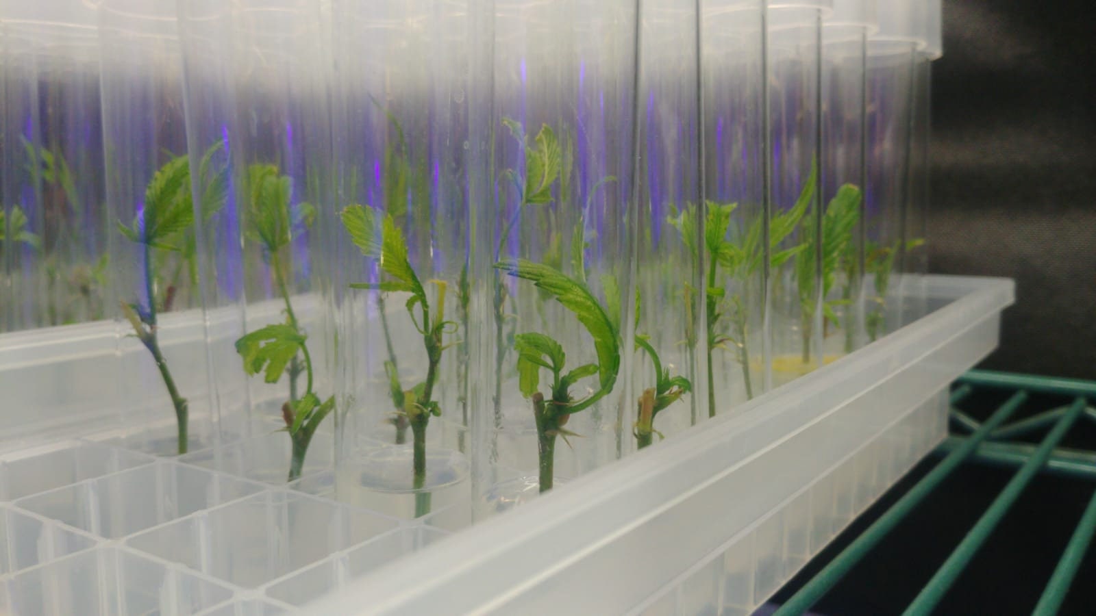 Microclone Cannabis Tissue Culture Kit Cloning Storage Clean ...