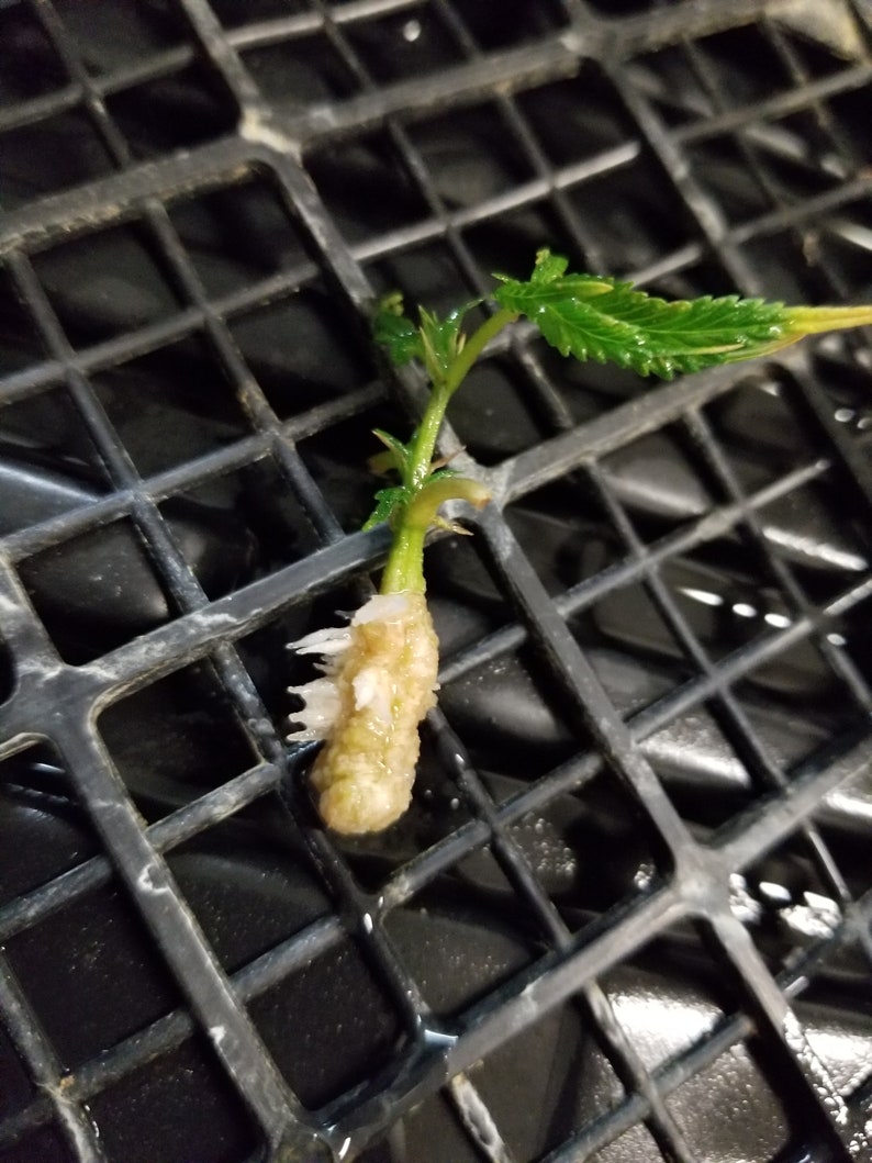 Rootkit - TC Tissue Culture Rooting Kit Media - Etsy