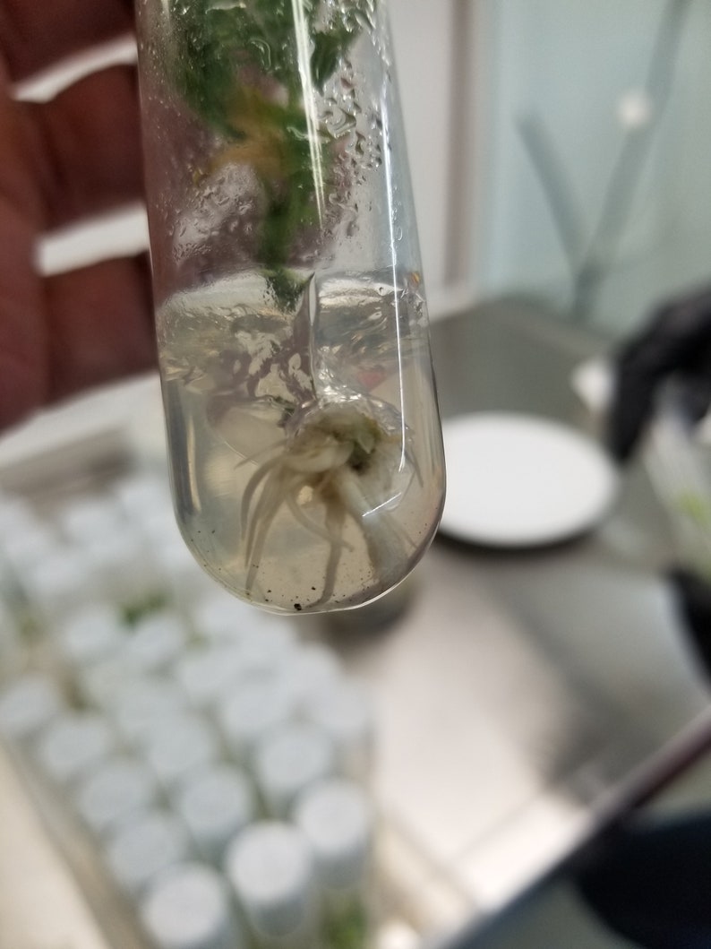 Rootkit - TC Tissue Culture Rooting Kit Media - Etsy
