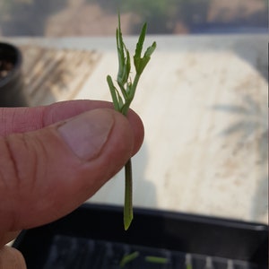 Microclone cannabis tissue culture kit cloning storage clean | Etsy