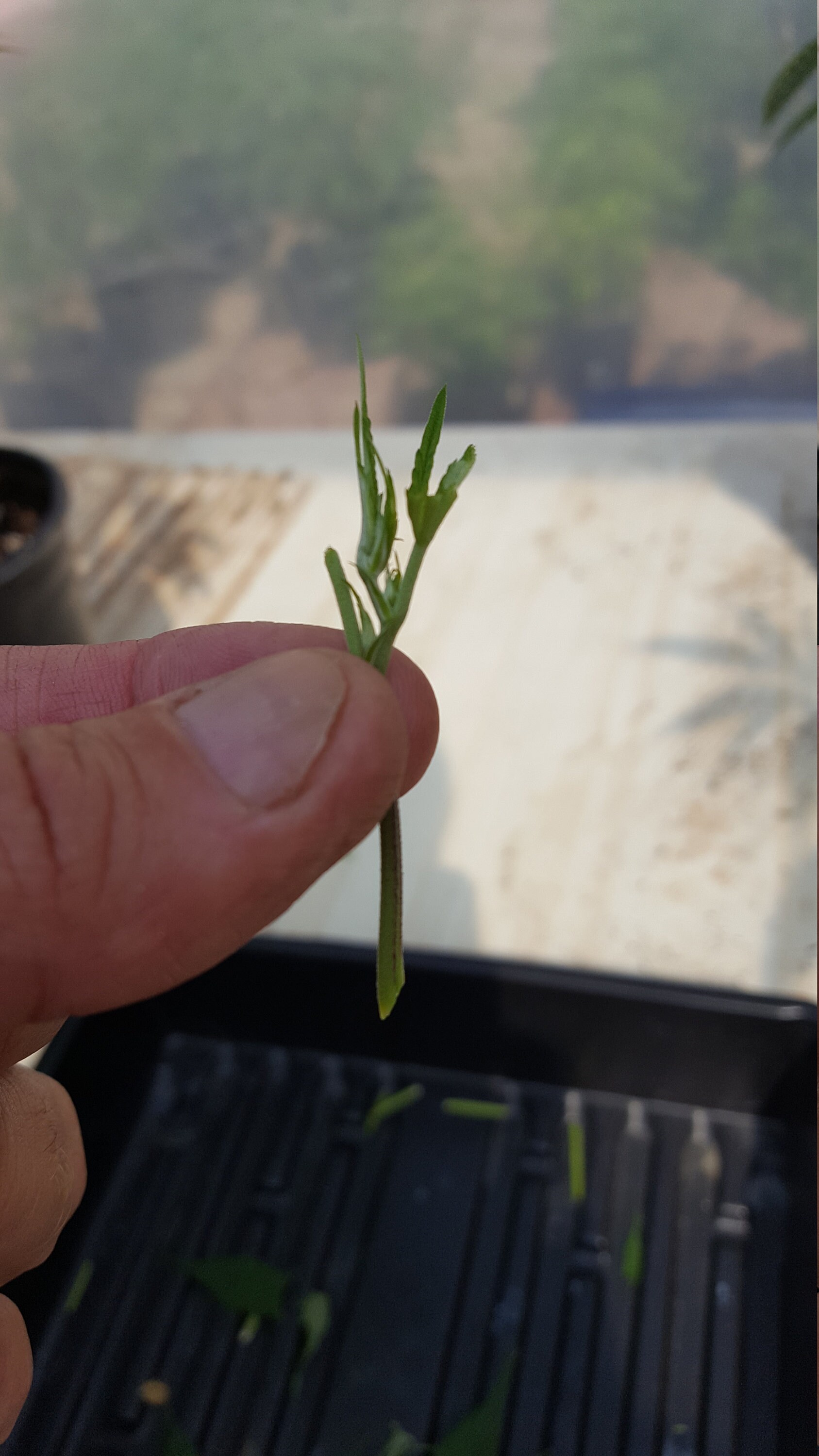 Microclone Cannabis Tissue Culture Kit Cloning Storage Clean ...