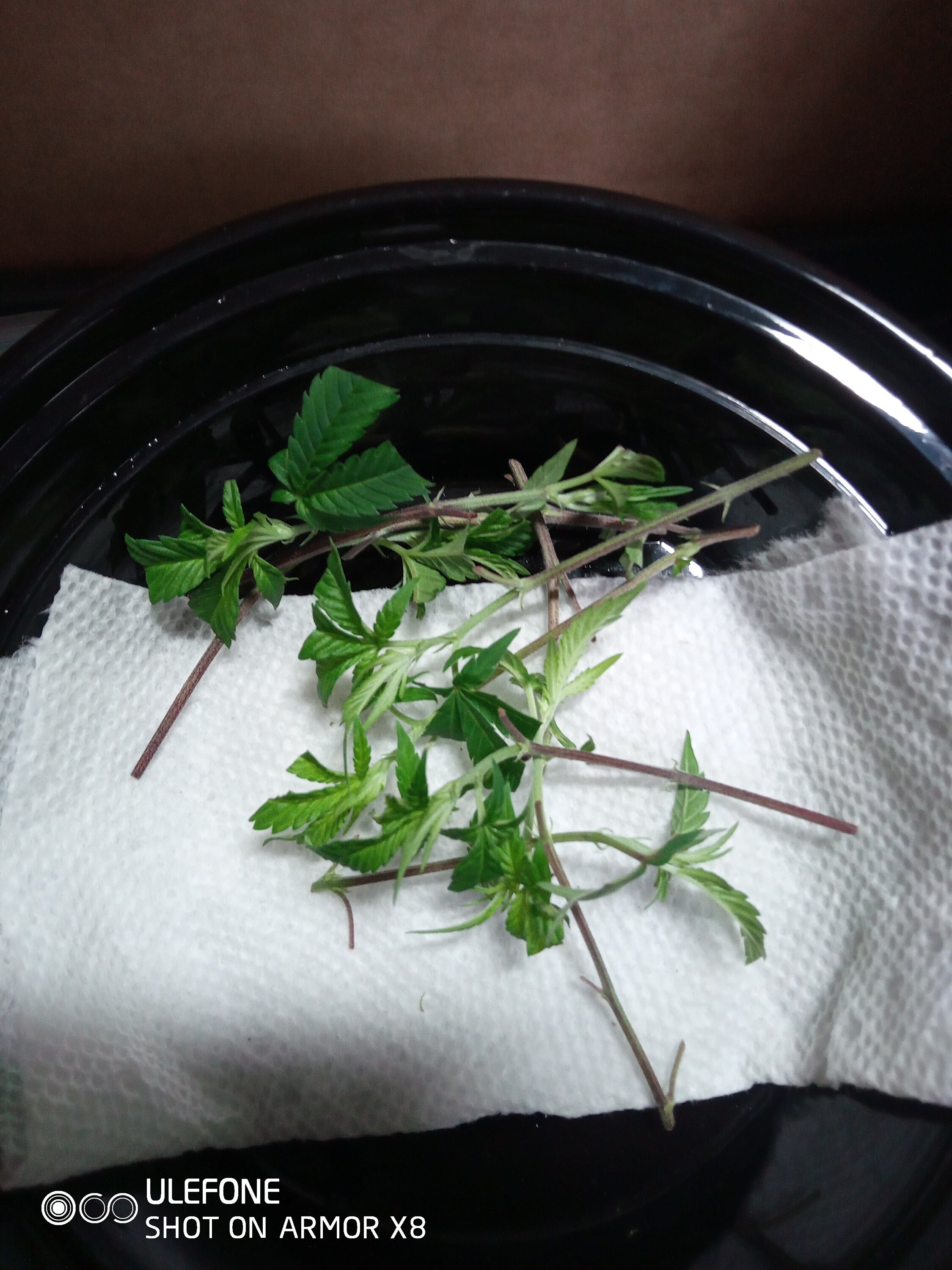 Microclone Starter Tissue Culture Kit 16 Tube - Etsy