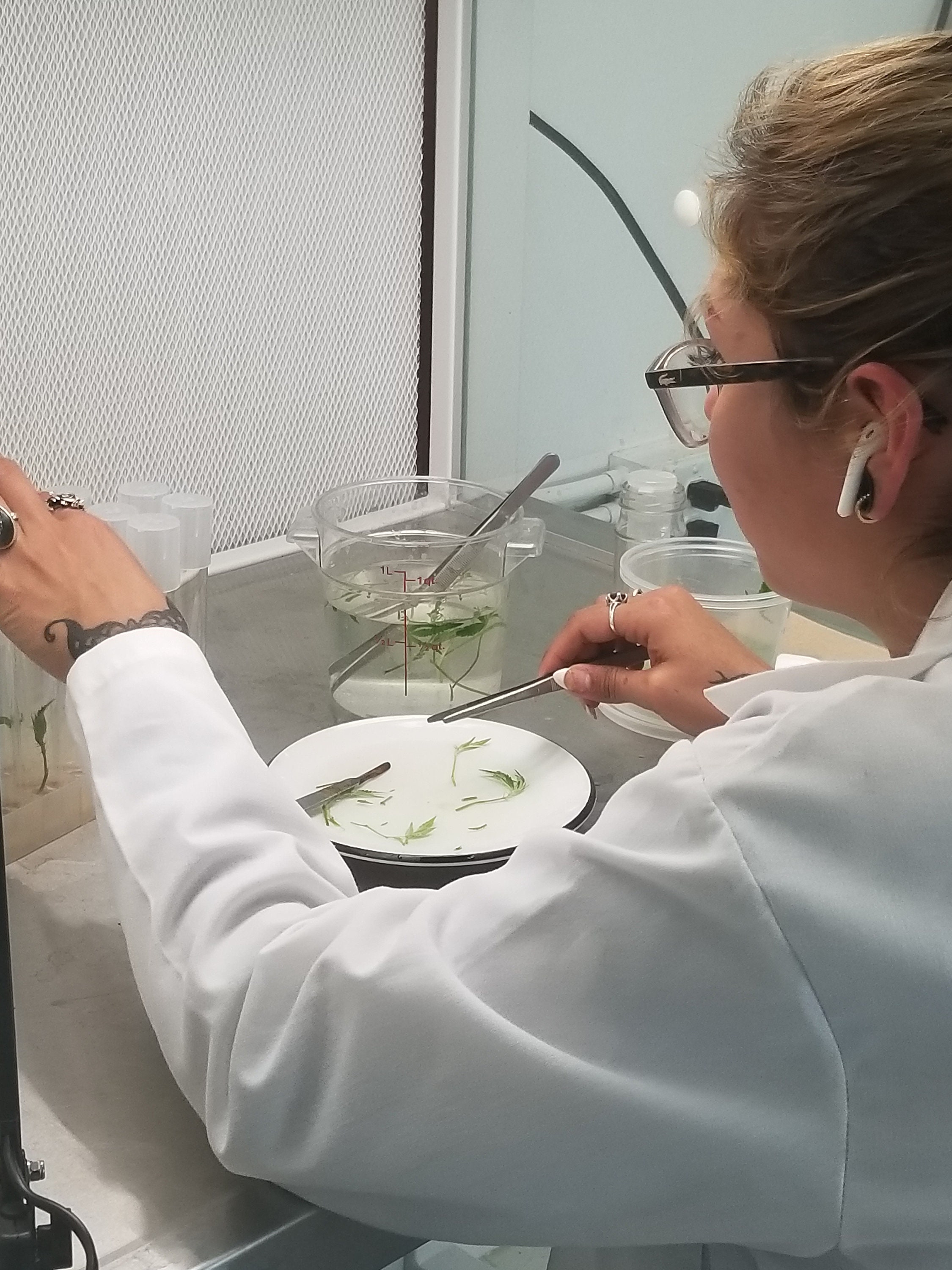 Microclone Advanced Tissue Culture Kit - Etsy